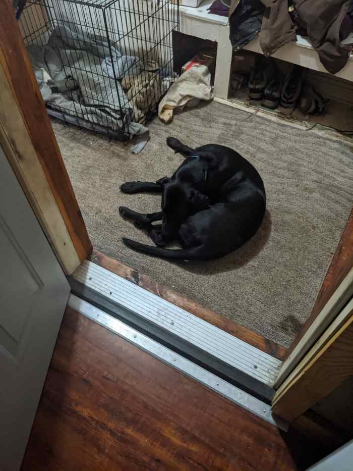 Labrador Retriever Food Hiding Behavior - HubPages