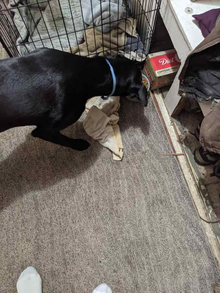 Labrador Retriever Food Hiding Behavior - HubPages