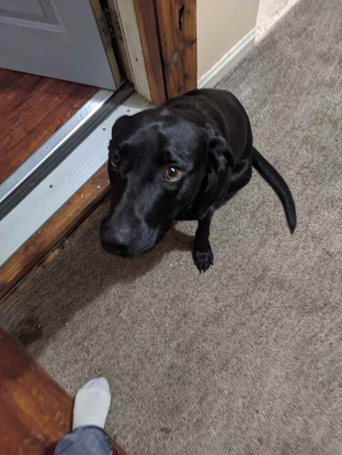 Labrador Retriever Food Hiding Behavior - HubPages