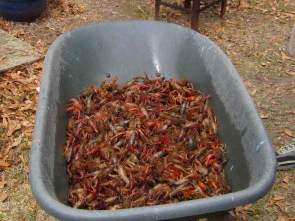 How to Cook Crawfish-Outdoor Cooking on the Bayou a Weekend Get ...