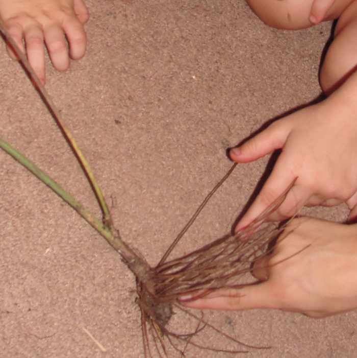 Plant Parts & Seeds Lesson Plan - HubPages