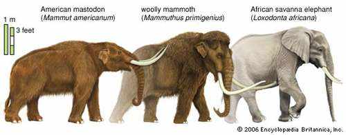 A Brief History of Elephants - HubPages