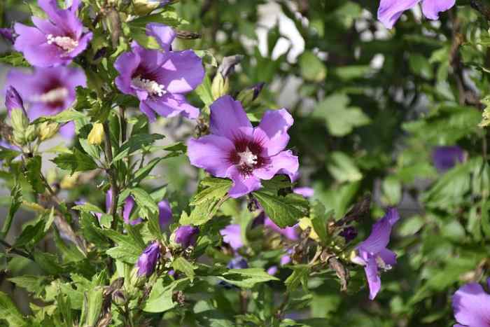 A Review of Purple Hibiscus - HubPages