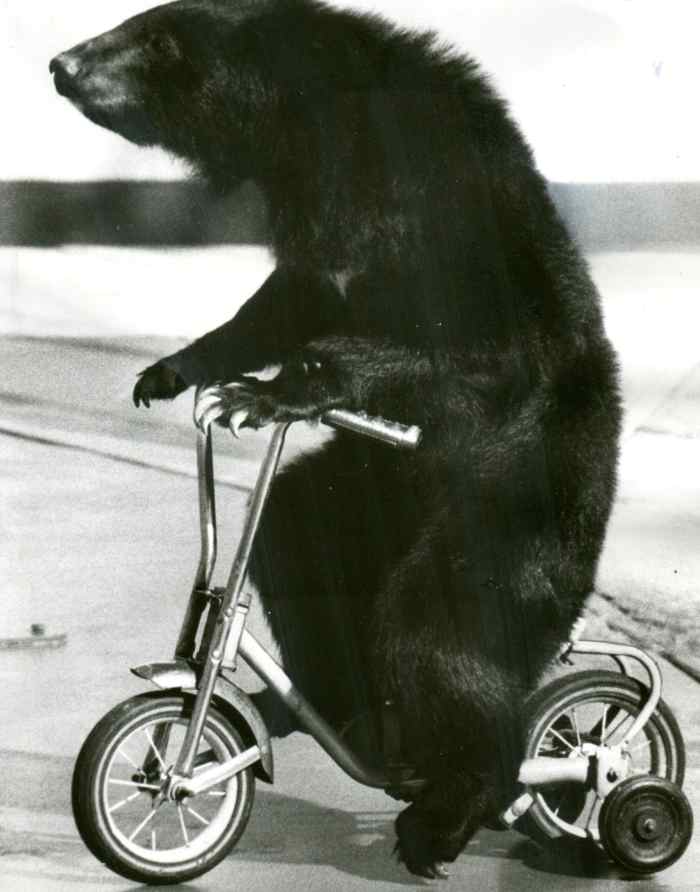 Animal Tricks and Circuses: Bicycle Riding - HubPages