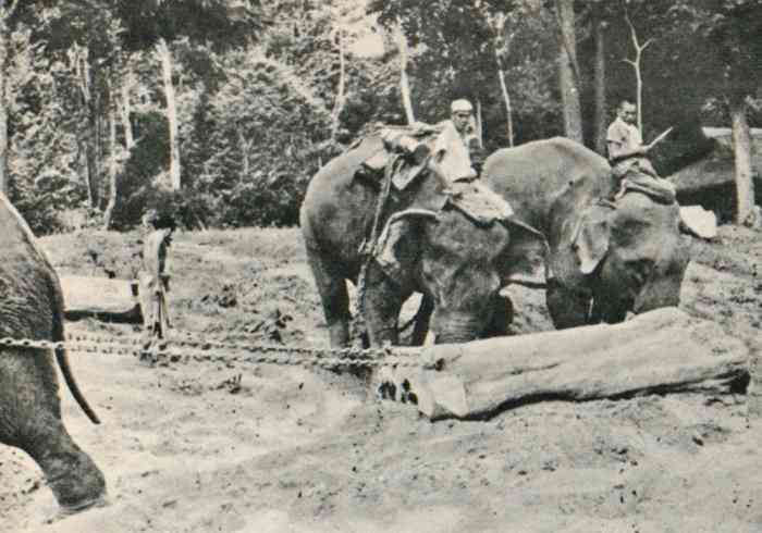 Lieutenant Colonel James Howard Williams and His Elephant Corps in ...