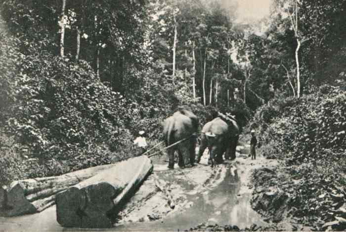 Lieutenant Colonel James Howard Williams and His Elephant Corps in ...