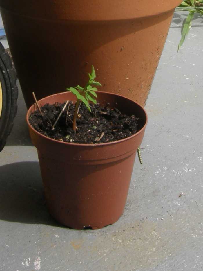How to grow a Moringa tree: a Home-School Science Experiment, plus a ...