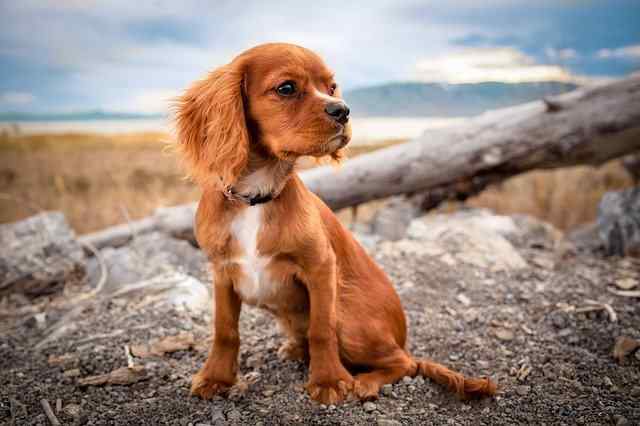 350+ One-Syllable Dog Names (With Meanings) - HubPages