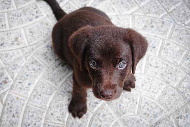 350+ One-Syllable Dog Names (With Meanings) - HubPages