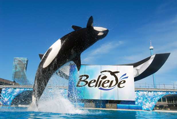 The History of Shamu - HubPages