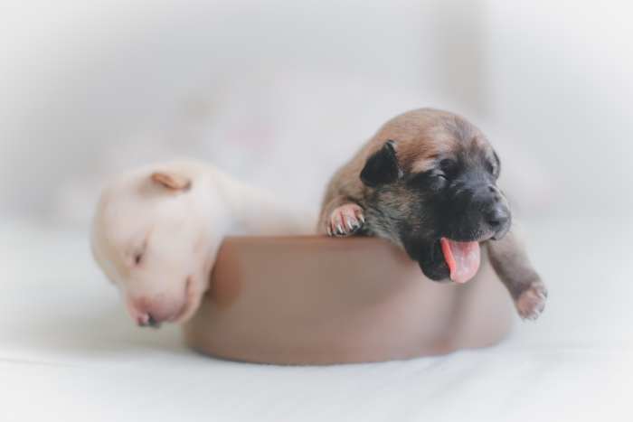 How Long After a Dog Loses Her Mucus Plug Does Labor Start? - PetHelpful