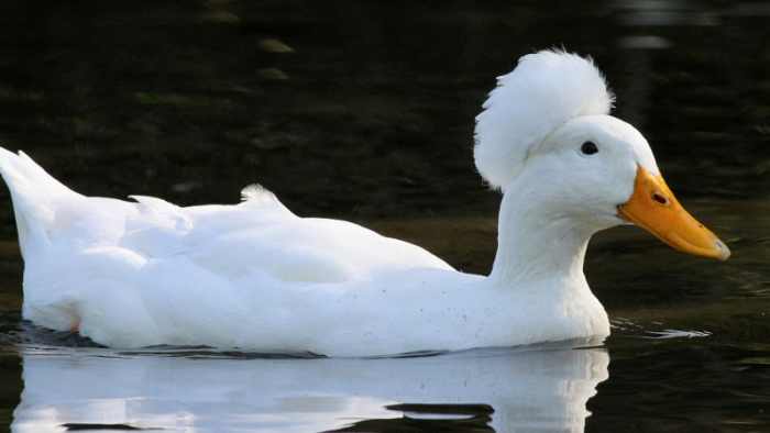 The Top 10 Beautiful Birds with Elegant Crests - HubPages