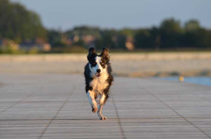 The Incredible Benefits of Dog Runs - HubPages