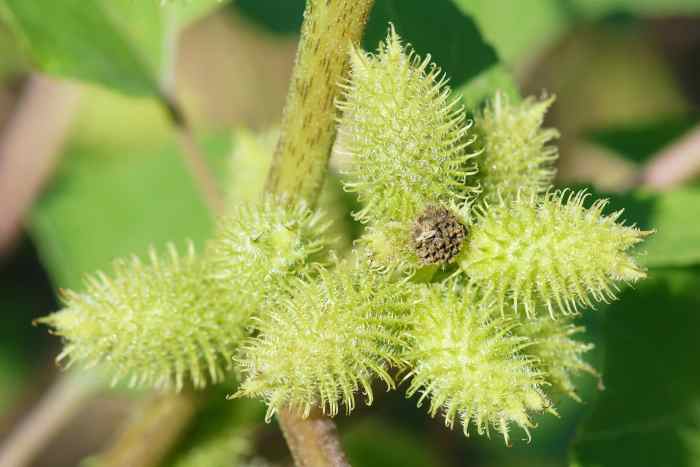 Birds; Extinct and Endangered - HubPages