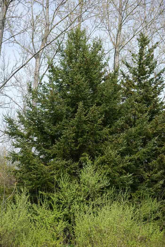 4 Most Common Spruce Trees of Michigan - HubPages