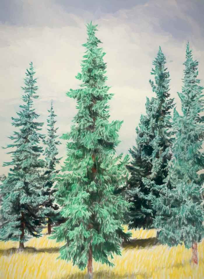 4 Most Common Spruce Trees of Michigan - HubPages