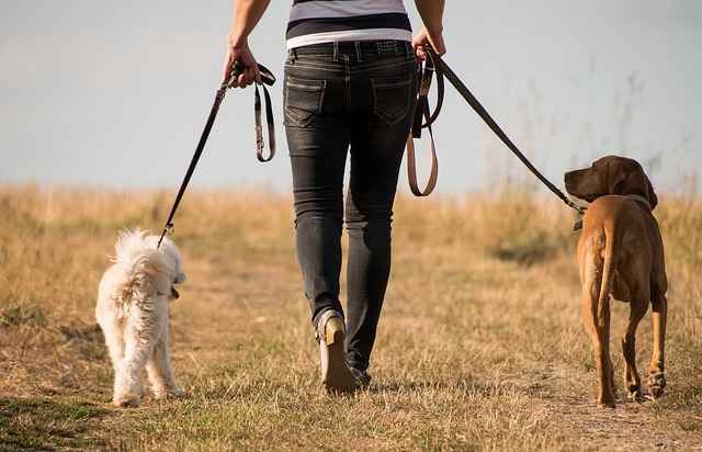 7 Tips on How to Walk Two Dogs Together - HubPages