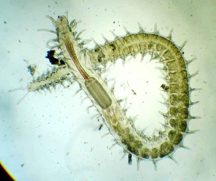 Polychaete Worms: Animals With Straight or Branched Bodies - Owlcation