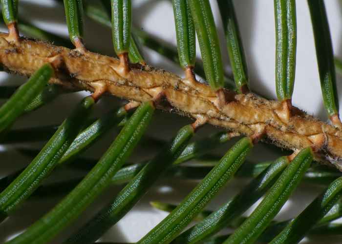 4 Most Common Spruce Trees of Michigan - HubPages