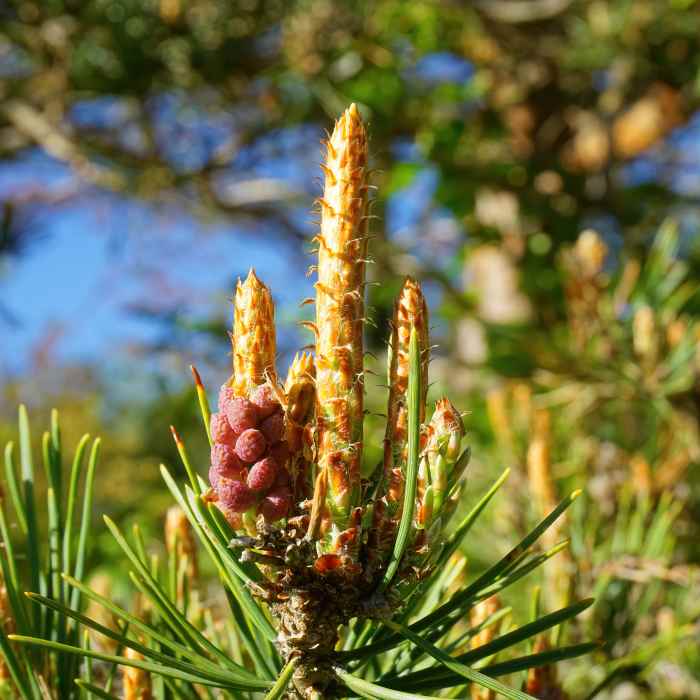 5 Most Common Pine Trees of Michigan - HubPages