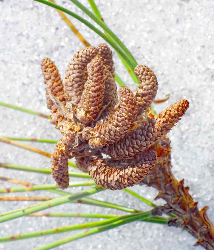 5 Most Common Pine Trees of Michigan - HubPages