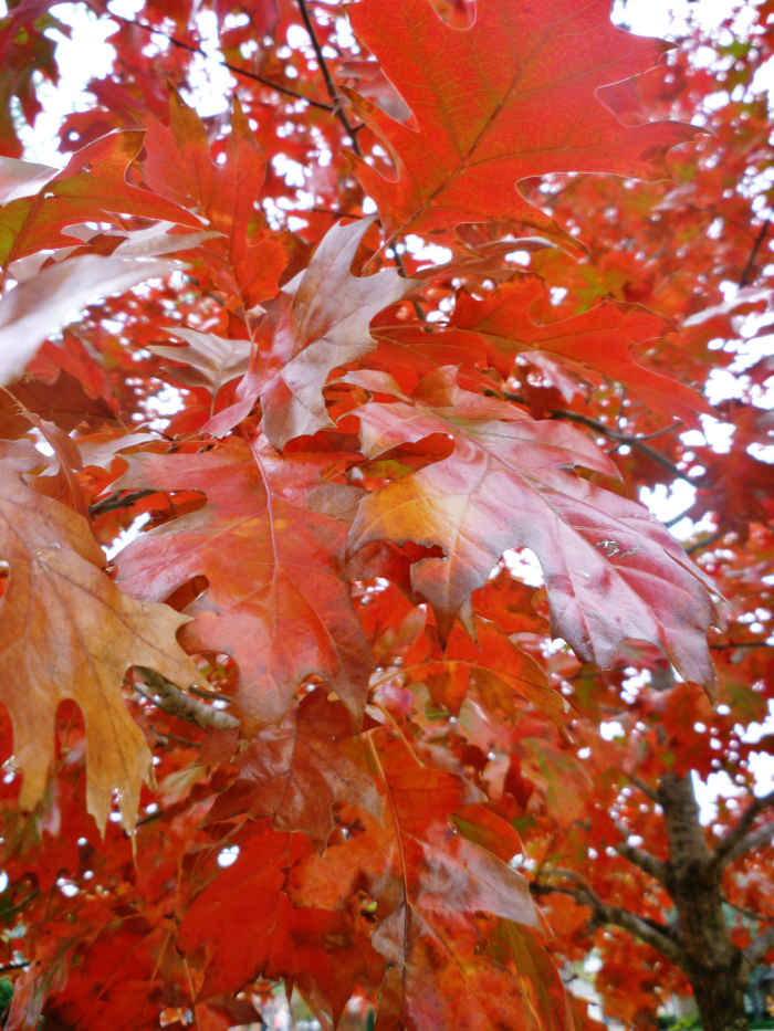 Fall Colored Leaves: Autumn Season Photos in Houston, TX - HubPages