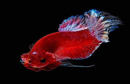 Why Is Your Betta Fish Losing Scales? - HubPages