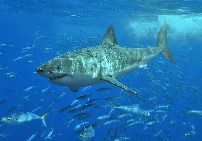 Top 10 Deadliest Sharks in the World - HubPages