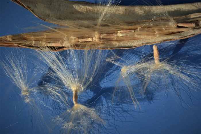 Facts About the Desert Rose: Description, Adaptation, and Care - HubPages