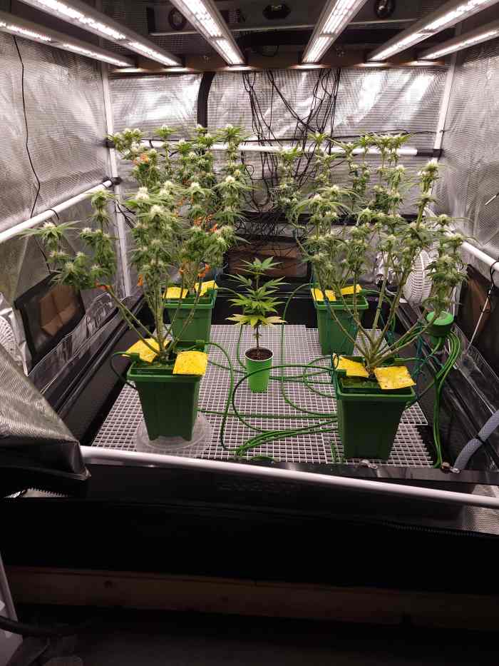 How to Get a Cheap Indoor Grow Tent Setup? - HubPages