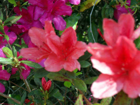 Beautiful Southern Trees and Flowers - HubPages