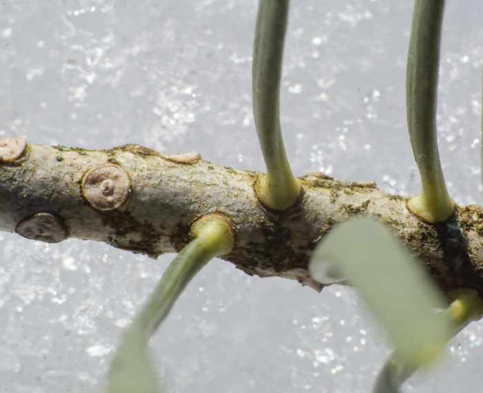 Common Michigan Conifers: Cedars, Firs, the Hemlock, and the Tamarack ...