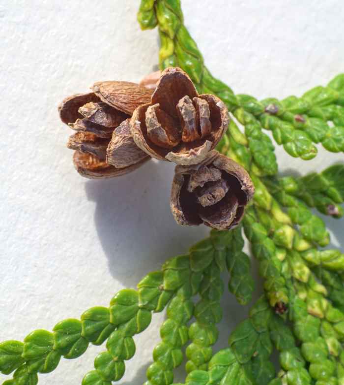 Common Michigan Conifers: Cedars, Firs, the Hemlock, and the Tamarack ...