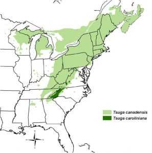 Common Michigan Conifers: Cedars, Firs, the Hemlock, and the Tamarack ...
