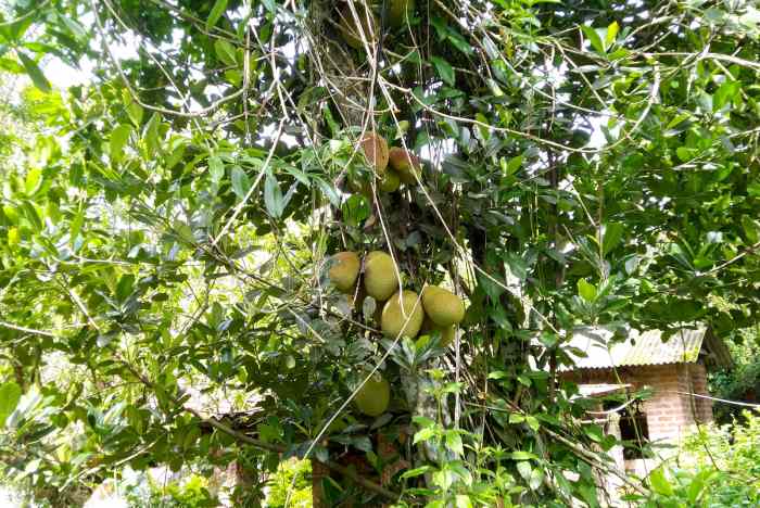 Jackfruit Trees for Delicious Recipes, Feed and Timber for Poverty ...