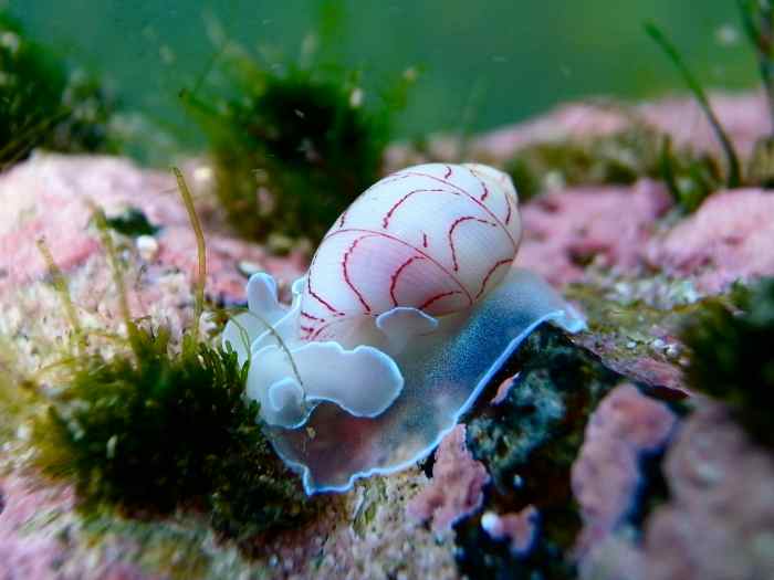 10 Colorful Animals in the Phylum Mollusca: Facts and Photos - HubPages