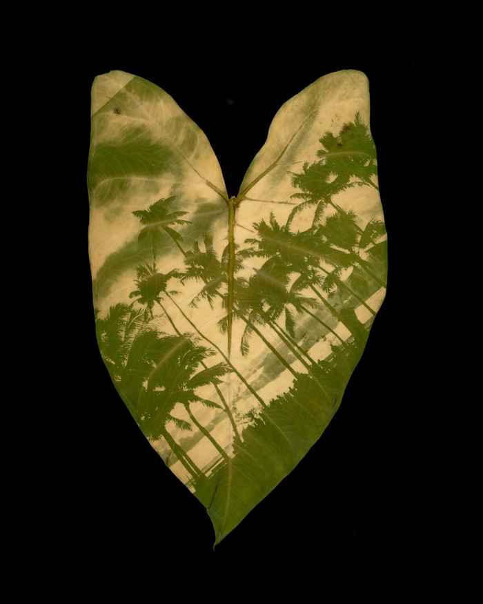 Moving Beyond Digital Photography: Exploring Alternative Photography ...