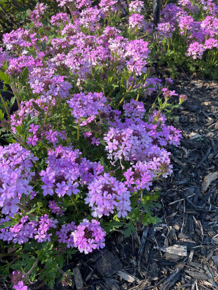 Verbena Types, Care, and Propagation - Dengarden