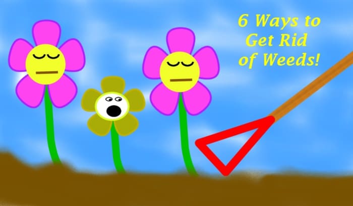 A Guide to Names of Weeds (With Pictures) - HubPages