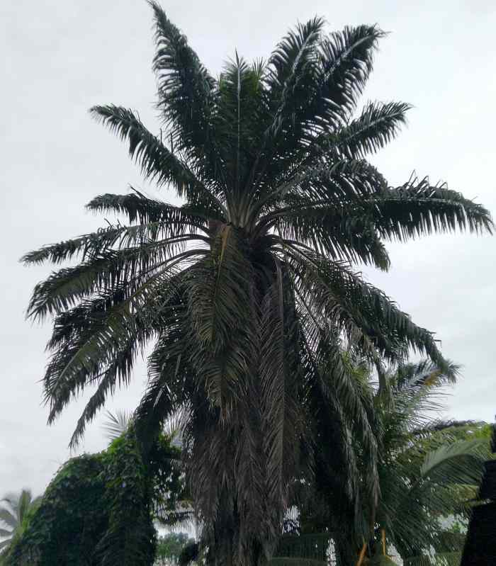 Elegant Palms as Perennial Icons of the Garden - HubPages