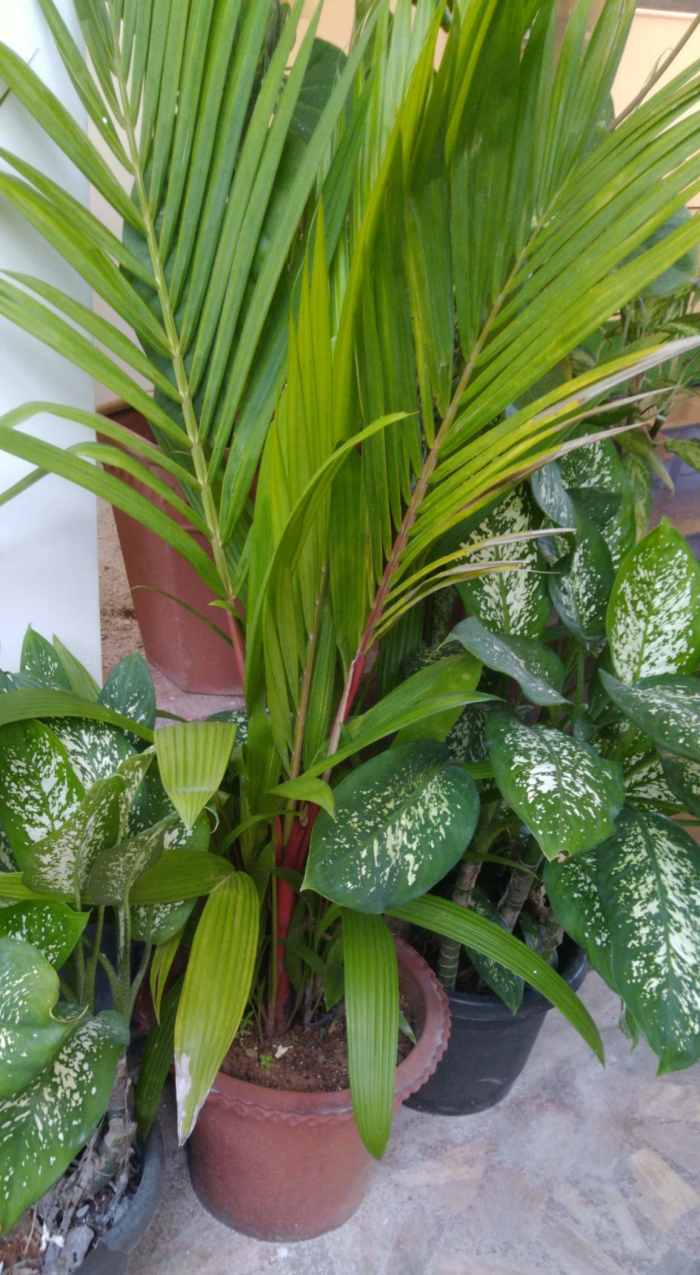 Elegant Palms as Perennial Icons of the Garden - HubPages