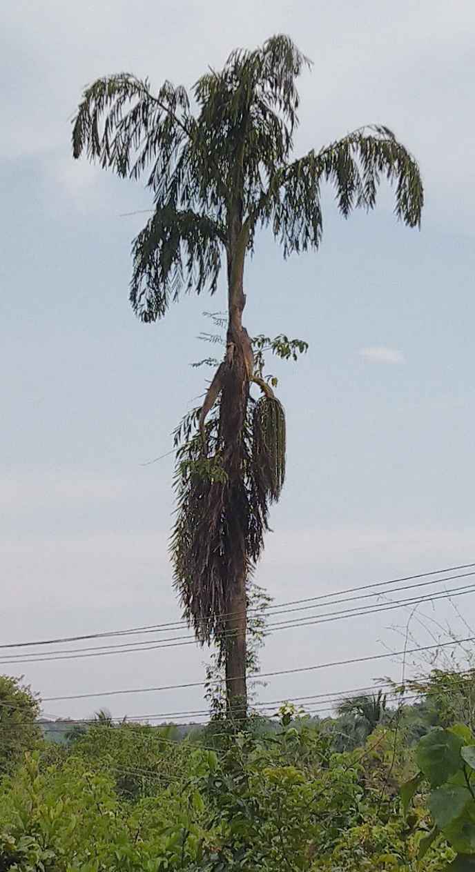 Elegant Palms as Perennial Icons of the Garden - HubPages