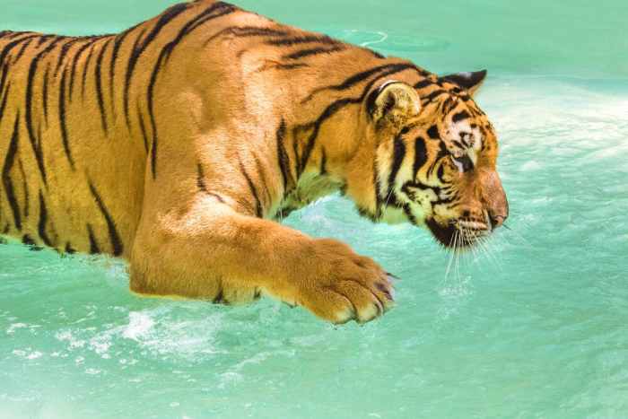 Fascinating Dubai: Tigers Frolicking on the Beach - HubPages