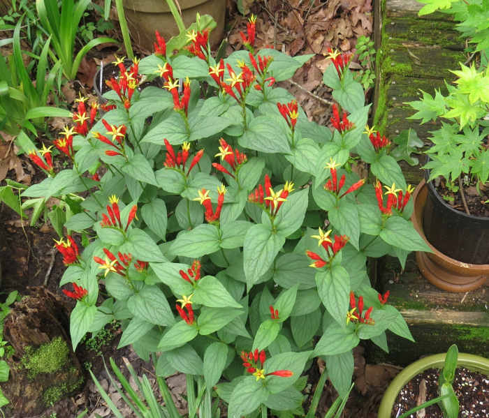 Indian Pink, Perennial Wildflower - HubPages