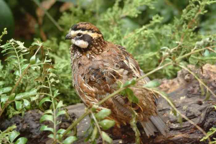 Bobwhite! Member of the Quail Family and a Fond Memory From My ...