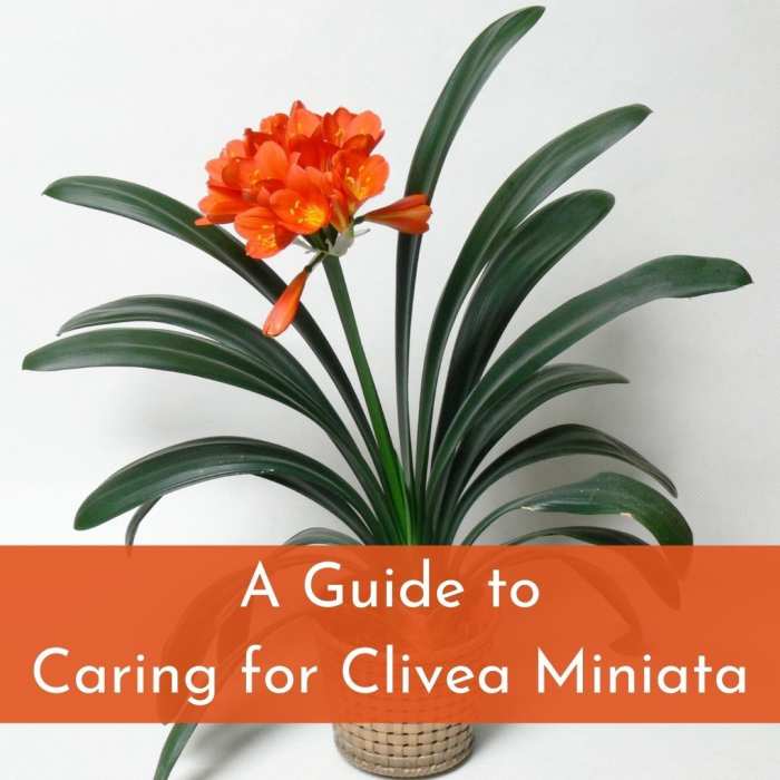 Clivea Miniata: An Easy-to-Care-for Flowering Houseplant - Dengarden