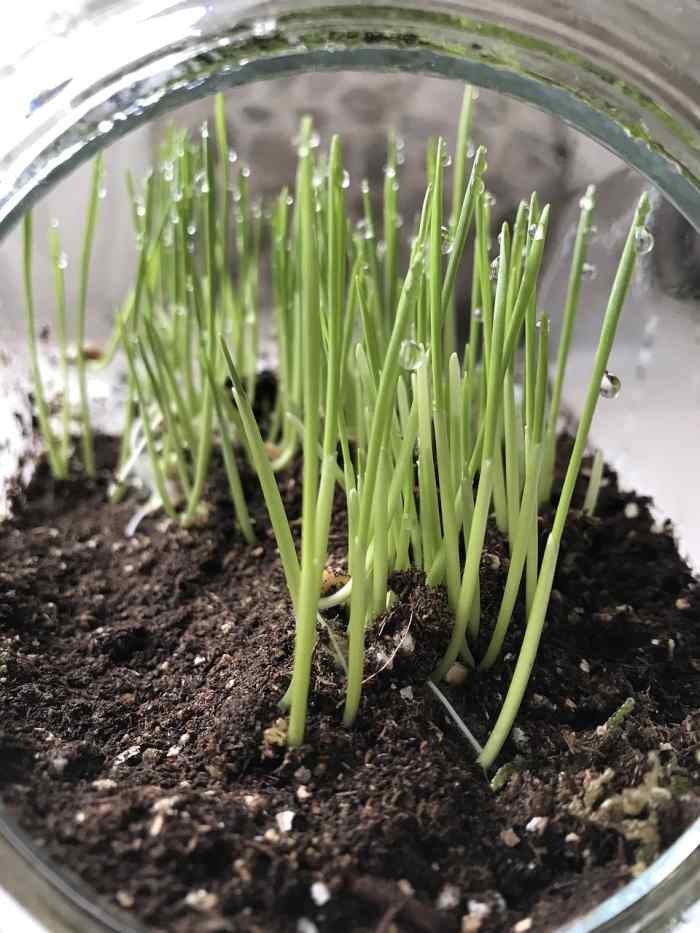How to Use Wheatgrass Kits and Trays - Dengarden