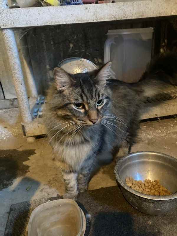 Acclimating an Indoor Cat to Farm Life Successfully - HubPages