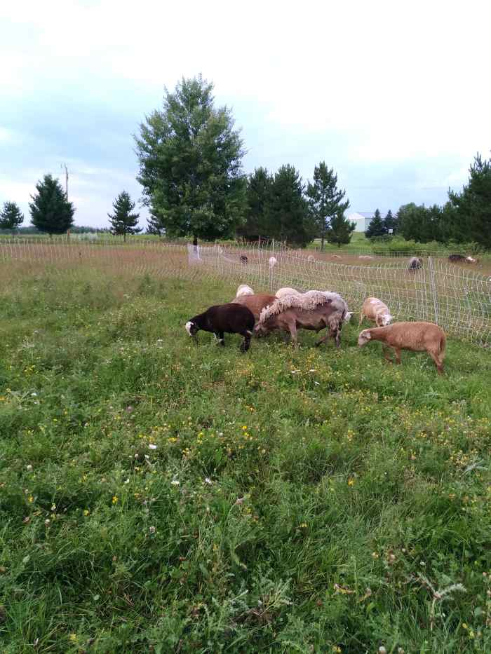Rotational Grazing With Portable Electric Net Fences - HubPages