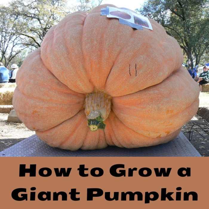 How To Grow Giant Pumpkins Dengarden